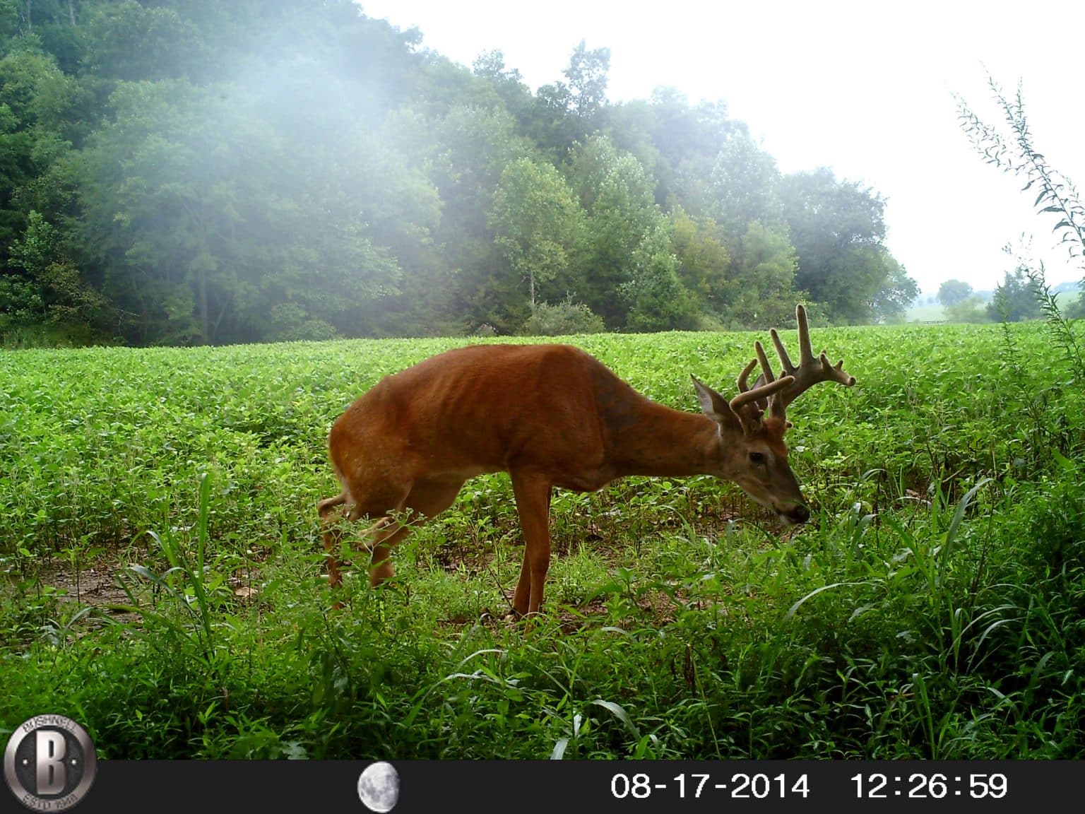 Whack Racks: Ugly Bucks Sometimes Grow Weird Antlers? - North American ...