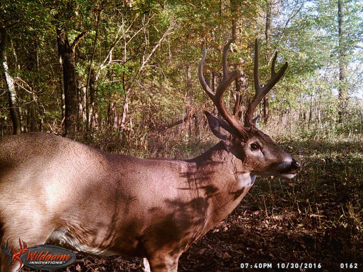 Whack Racks: Ugly Bucks Sometimes Grow Weird Antlers? - North American ...
