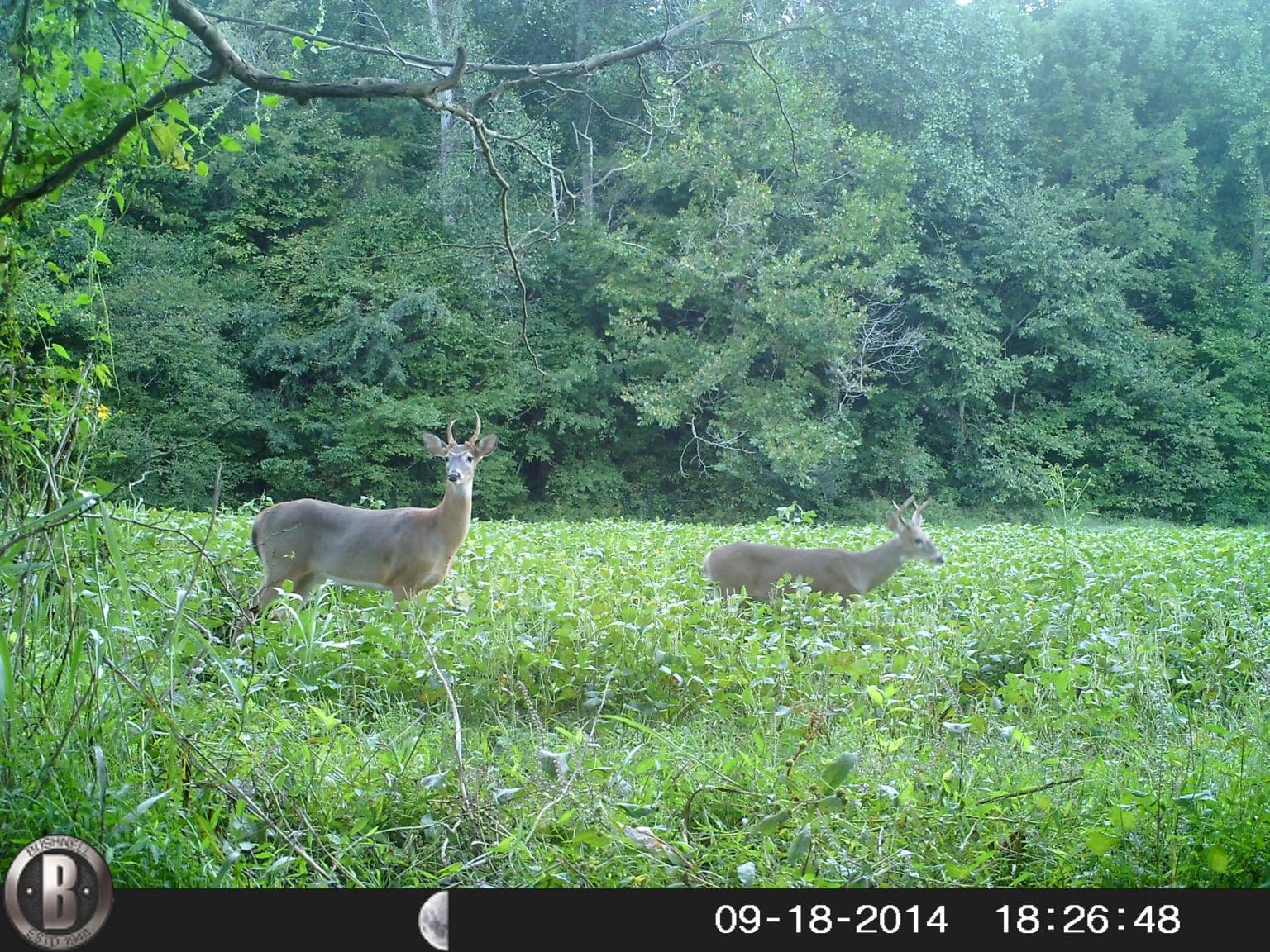 Whack Racks: Ugly Bucks Sometimes Grow Weird Antlers? - North American ...