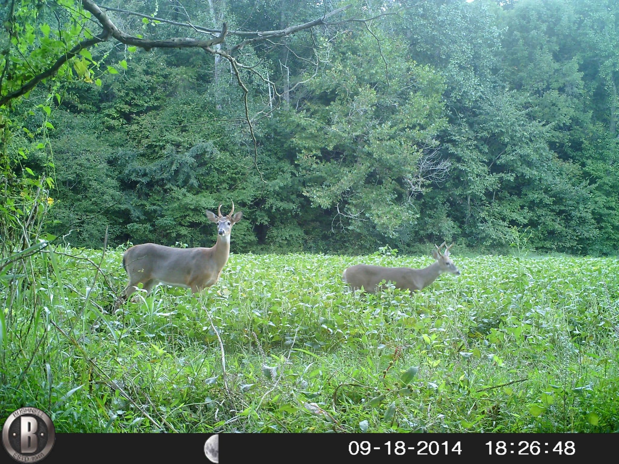 Whack Racks: Ugly Bucks Sometimes Grow Weird Antlers? - North American ...