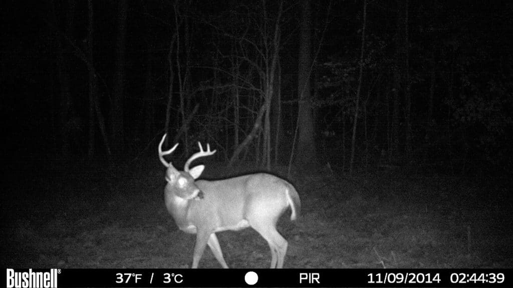 Whack Racks: Ugly Bucks Sometimes Grow Weird Antlers? - North American ...