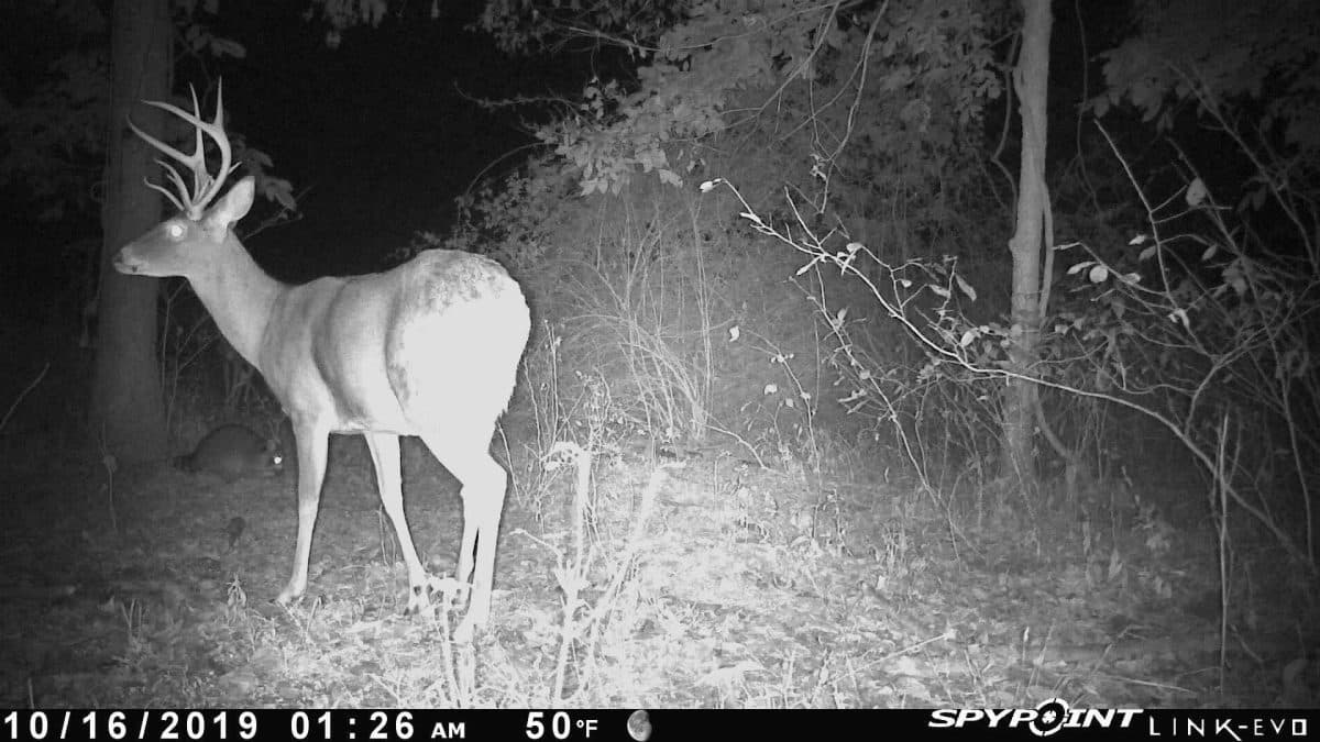 Whack Racks: Ugly Bucks Sometimes Grow Weird Antlers? - North American ...