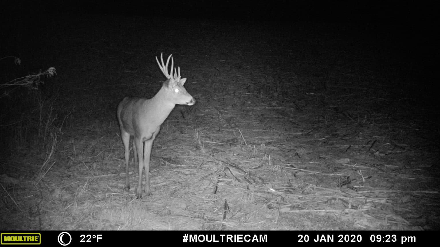 Whack Racks: Ugly Bucks Sometimes Grow Weird Antlers? - North American ...