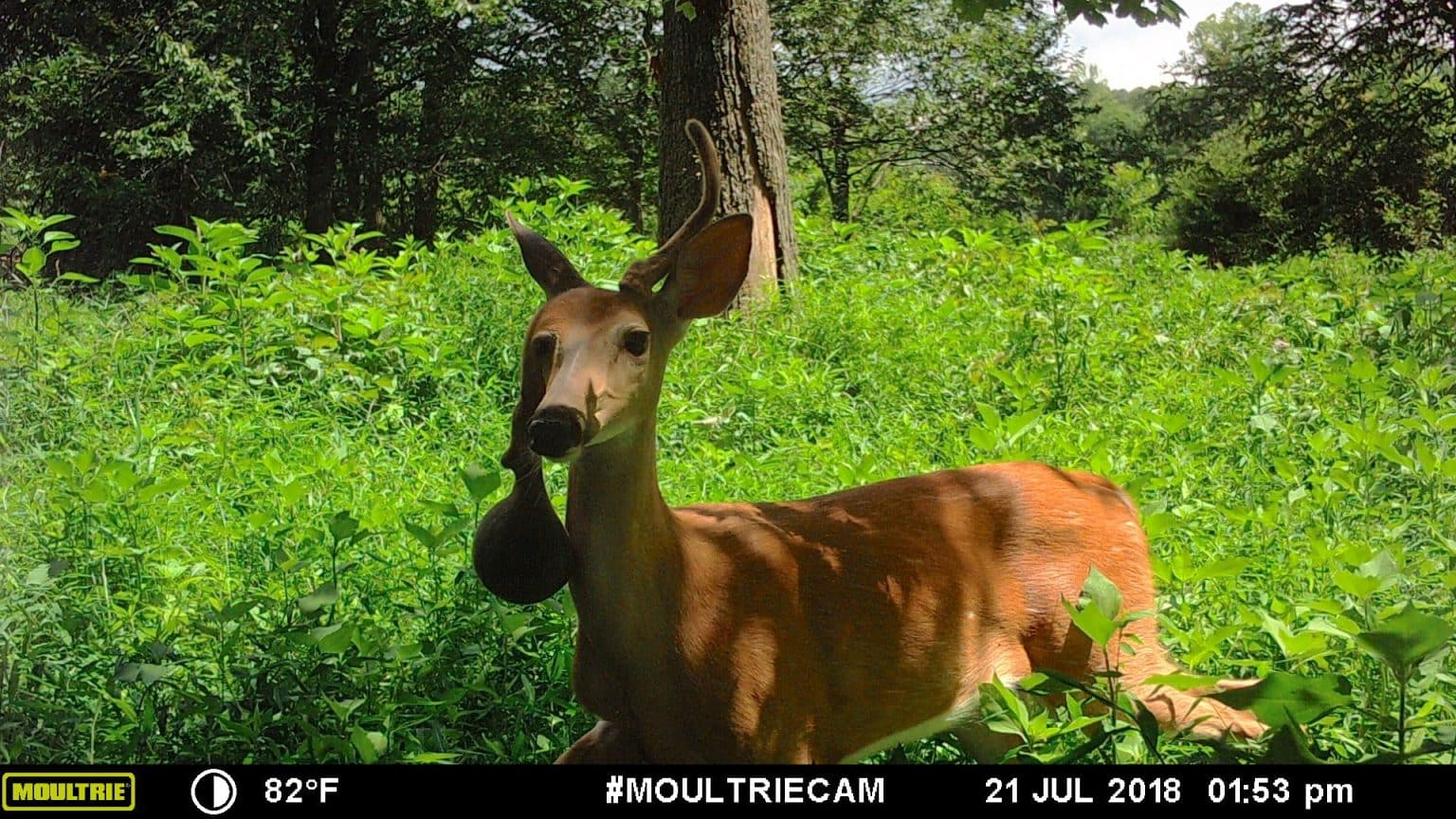 Whack Racks: Ugly Bucks Sometimes Grow Weird Antlers? - North American ...