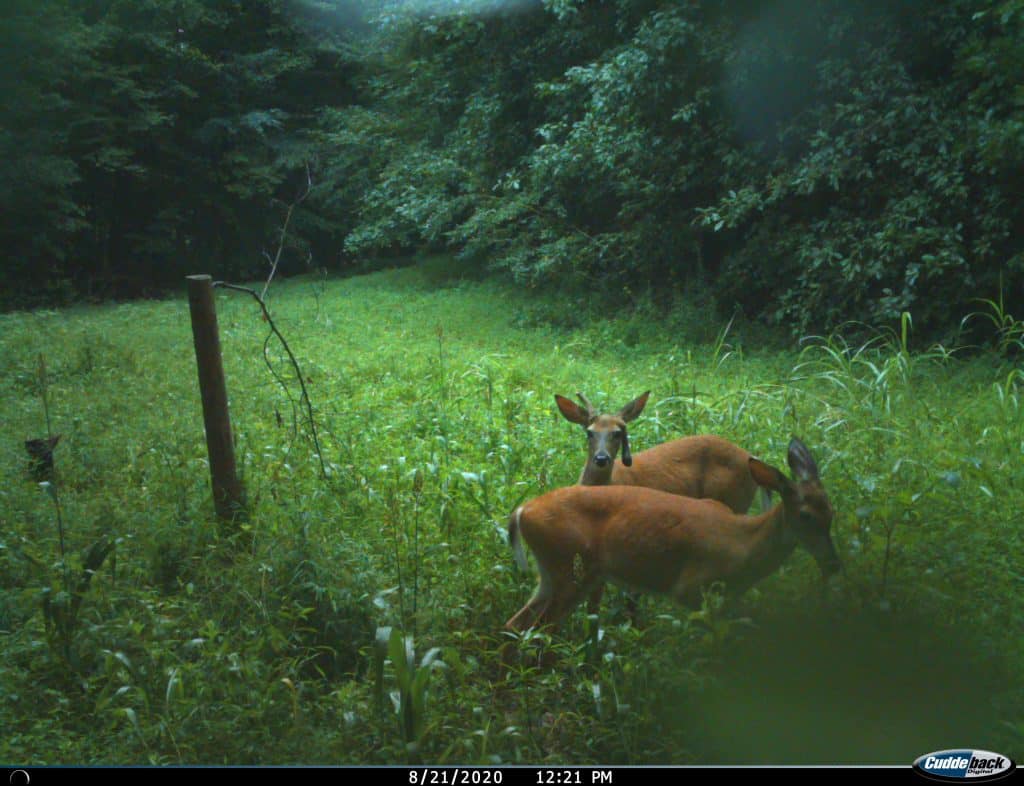 Whack Racks: Ugly Bucks Sometimes Grow Weird Antlers? - North American ...