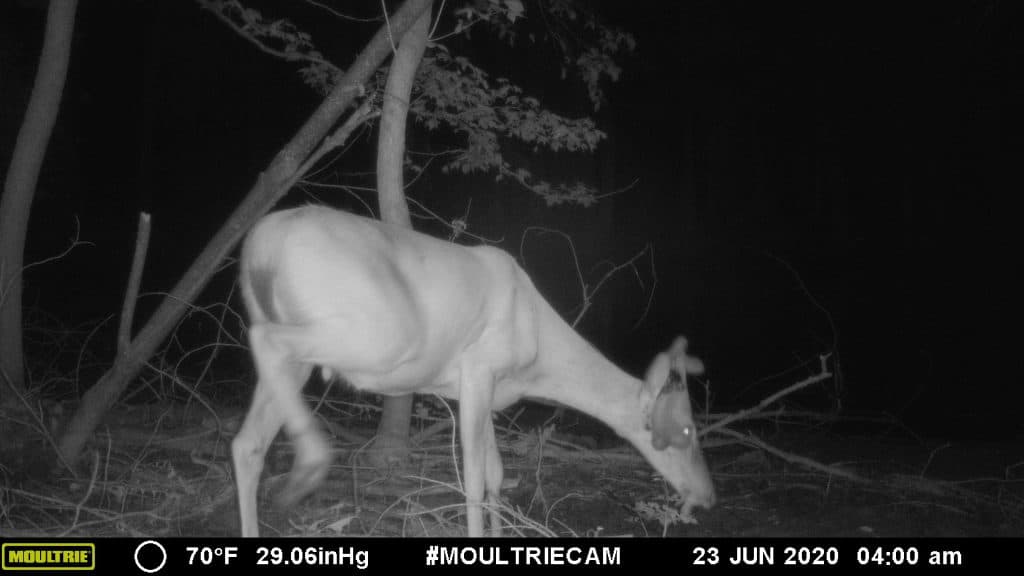 Whack Racks: Ugly Bucks Sometimes Grow Weird Antlers? - North American ...