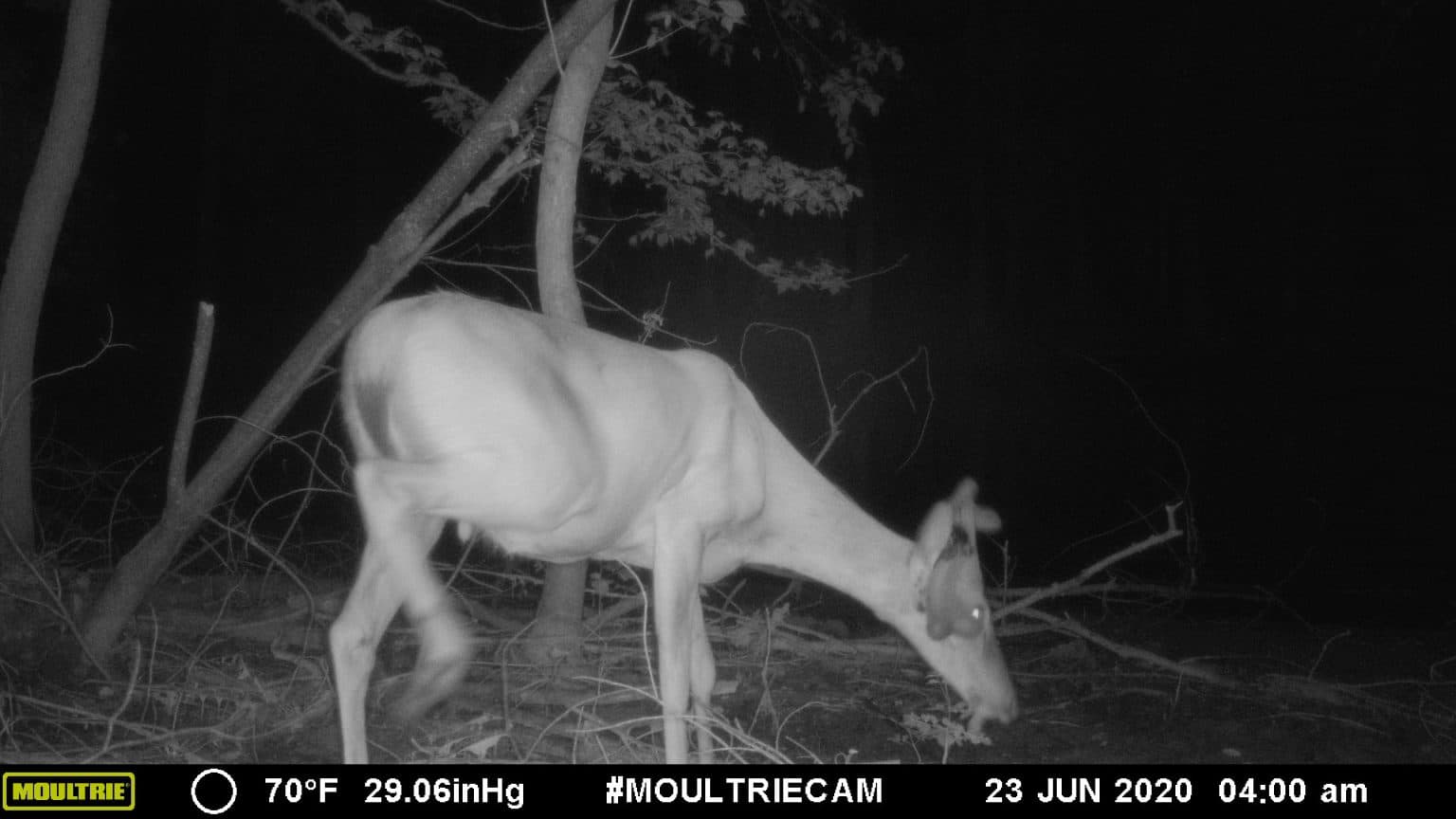 Whack Racks: Ugly Bucks Sometimes Grow Weird Antlers? - North American ...