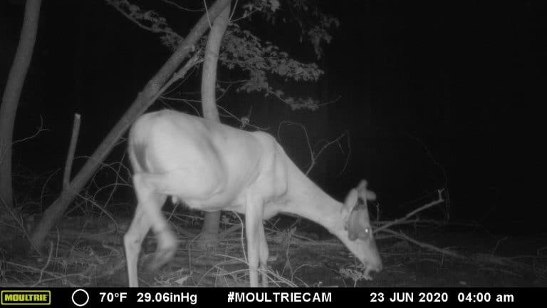 Whack Racks: Ugly Bucks Sometimes Grow Weird Antlers? - North American ...