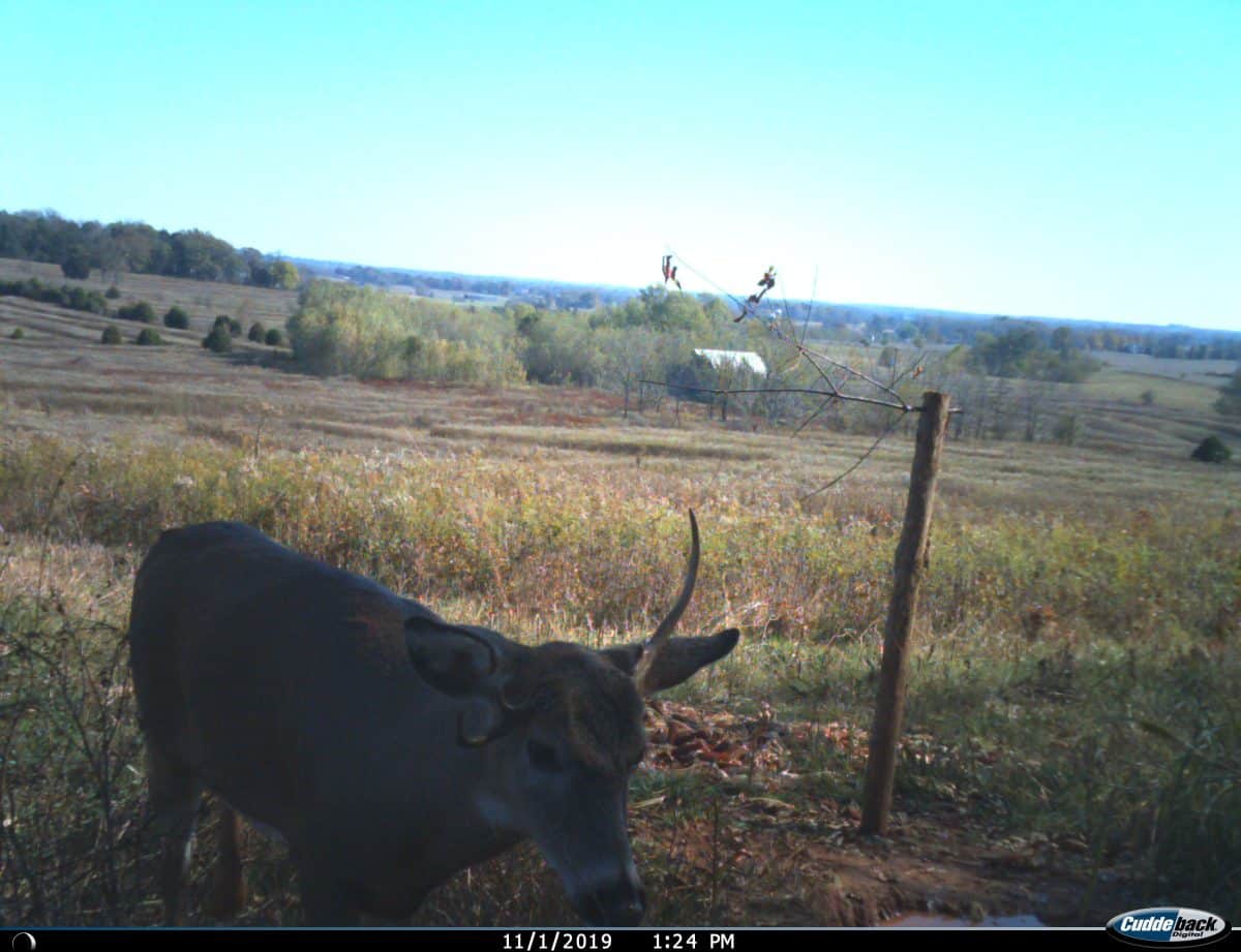 Whack Racks: Ugly Bucks Sometimes Grow Weird Antlers? - North American ...