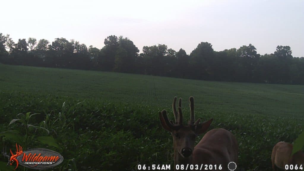 Whack Racks: Ugly Bucks Sometimes Grow Weird Antlers? - North American ...