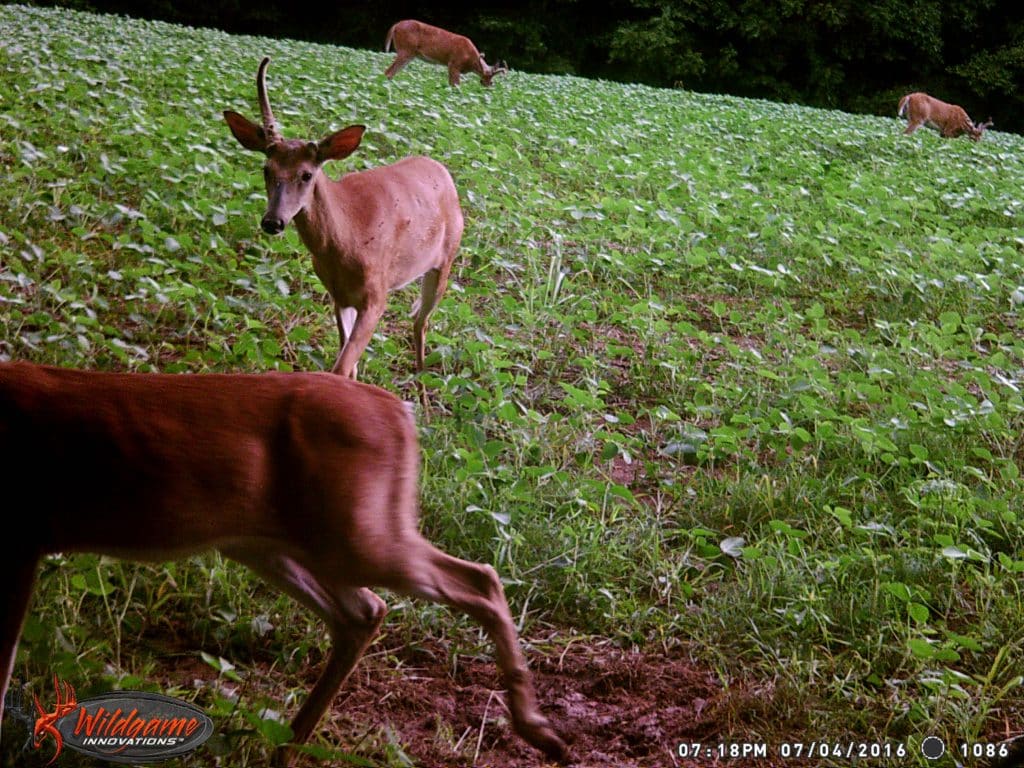 Whack Racks: Ugly Bucks Sometimes Grow Weird Antlers? - North American ...