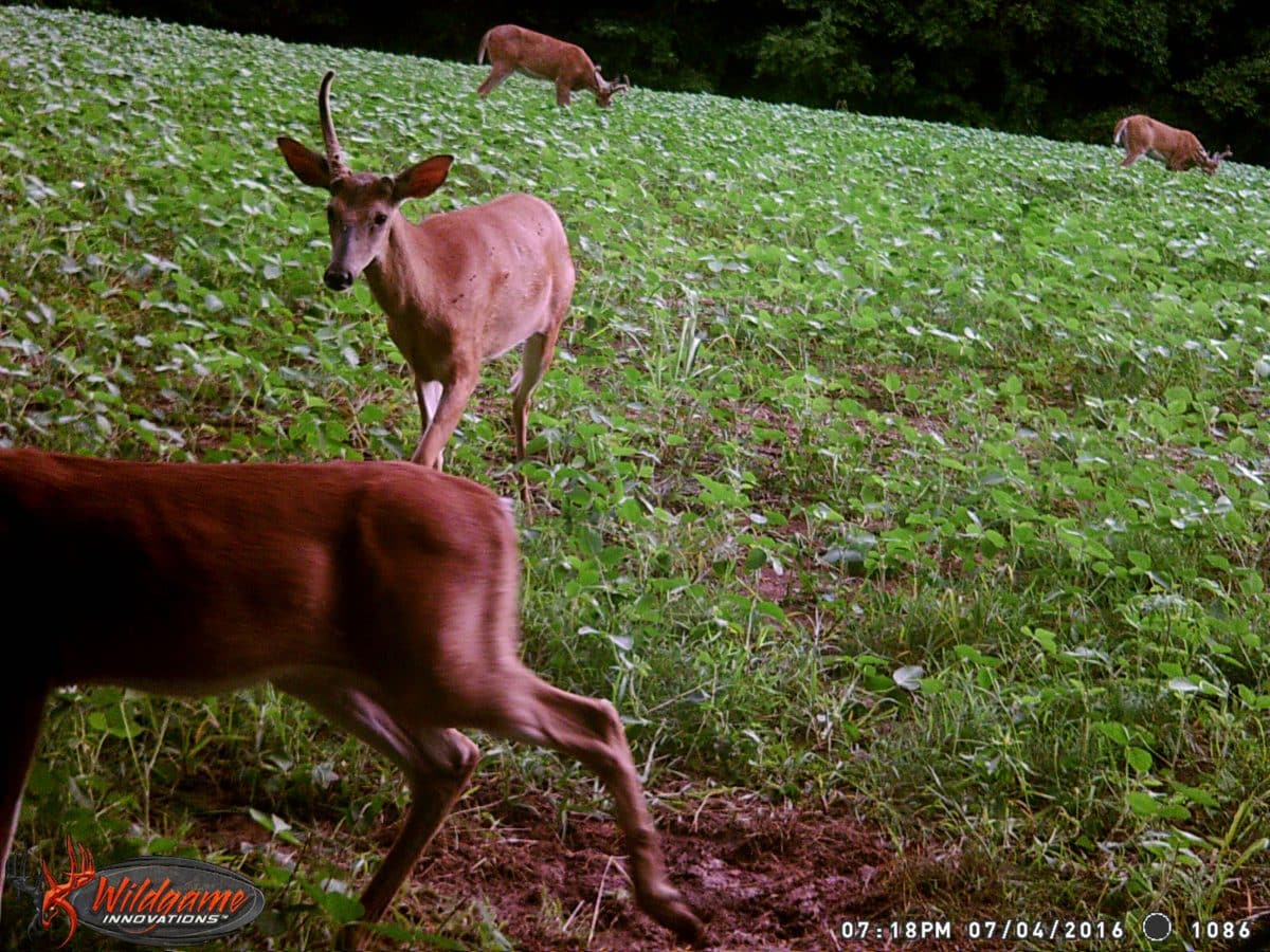 Whack Racks: Ugly Bucks Sometimes Grow Weird Antlers? - North American ...