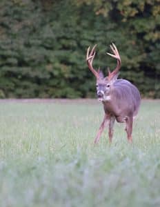 How to ID Button Bucks, Shed Bucks, and Does - North American Deer Hunter