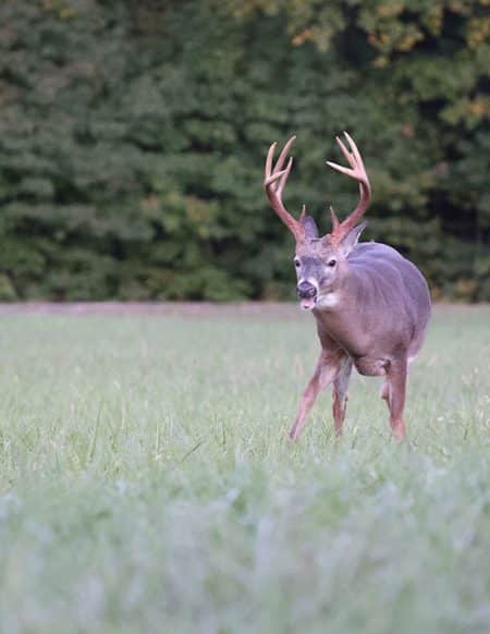 How to ID Button Bucks, Shed Bucks, and Does - North American Deer Hunter