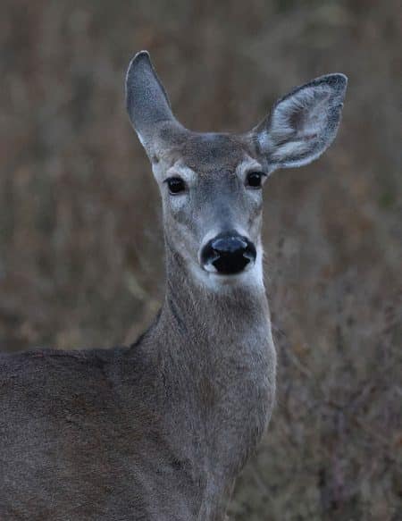 How to ID Button Bucks, Shed Bucks, and Does - North American Deer Hunter