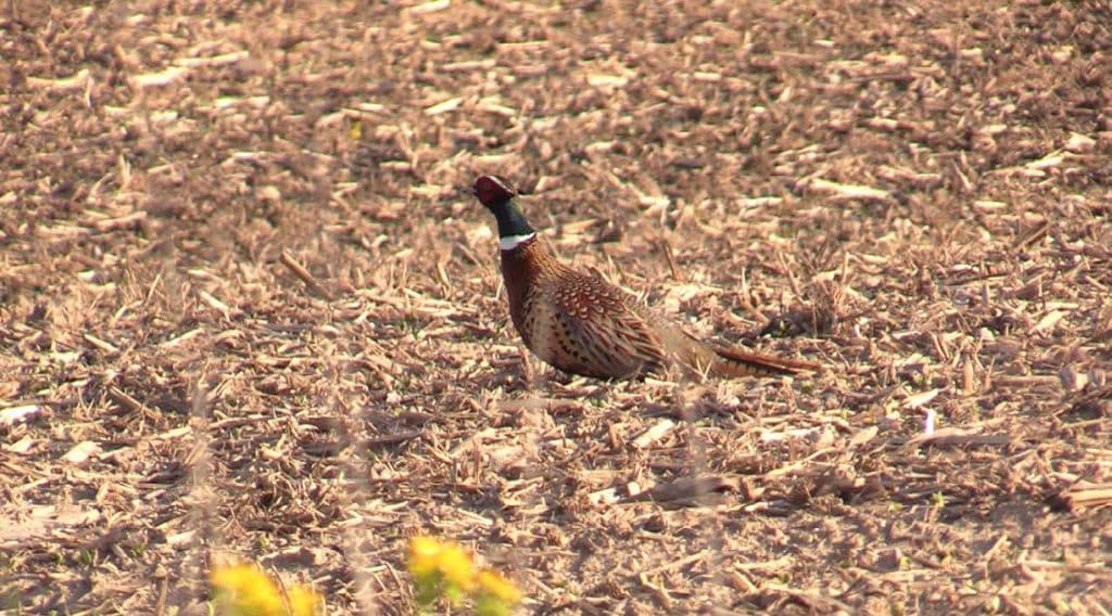 Predator Trapping: Deer Management’s Best Defense - North American Deer ...