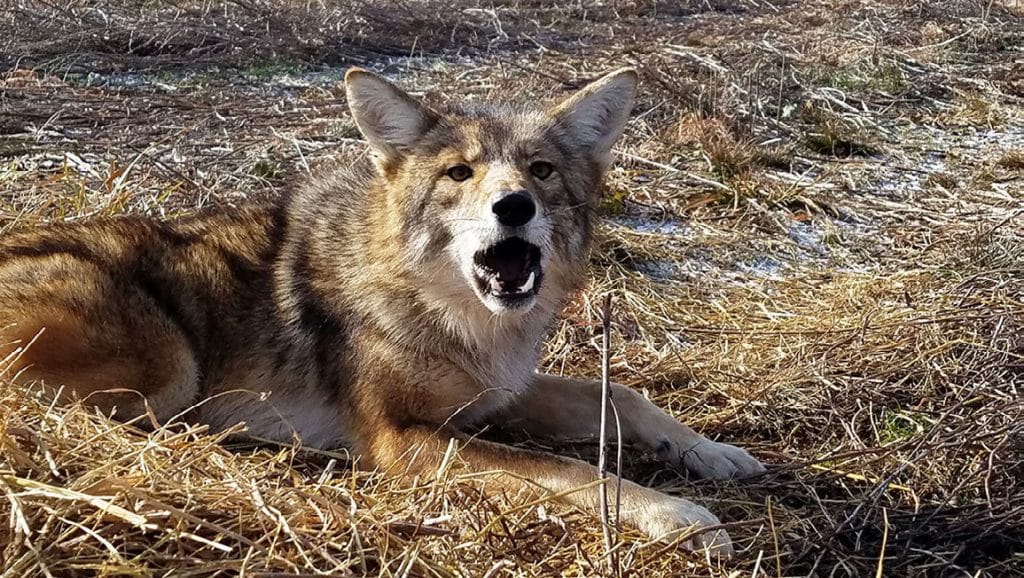 Predator Trapping: Deer Management’s Best Defense - North American Deer ...