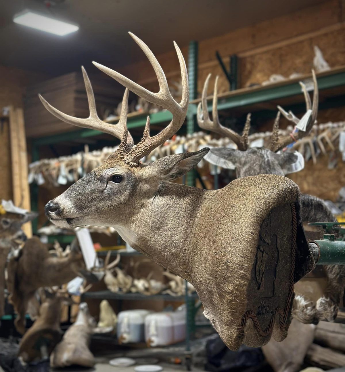 Mastering Deer Trophy Preparation: Essential Tips from a Seasoned ...