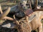 2025 Rut Report - North American Deer Hunter