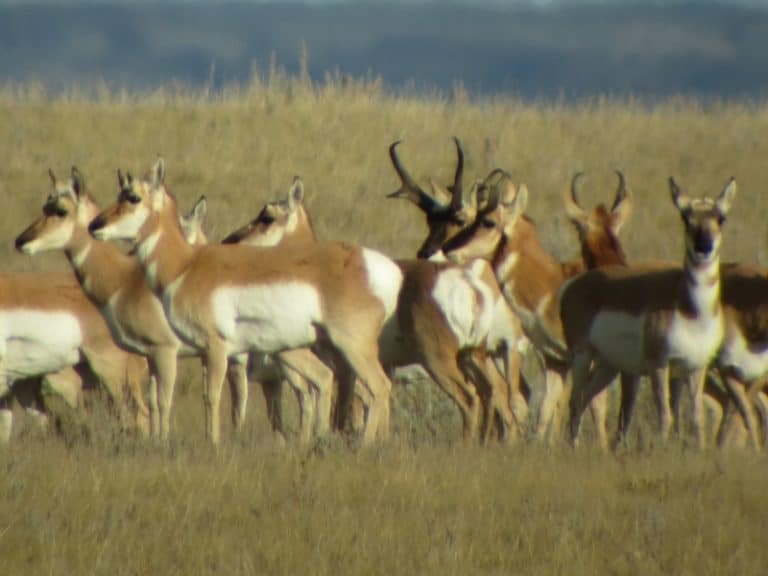 Pronghorn Antelope: A Unique Hunting Experience in Alberta - North ...