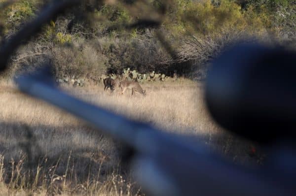 Still Hunting Deer Tips from the Master