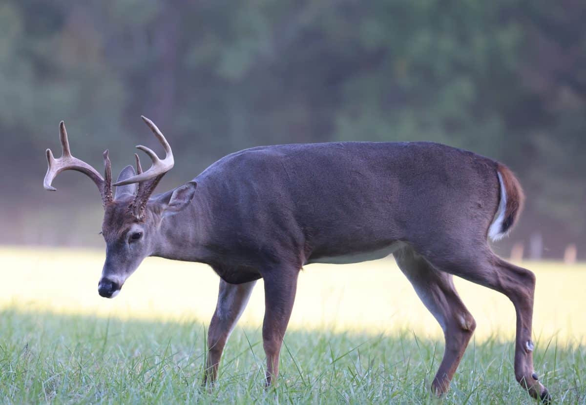 Essential Hunting Gear Checklist for Deer and Elk Adventures - North ...