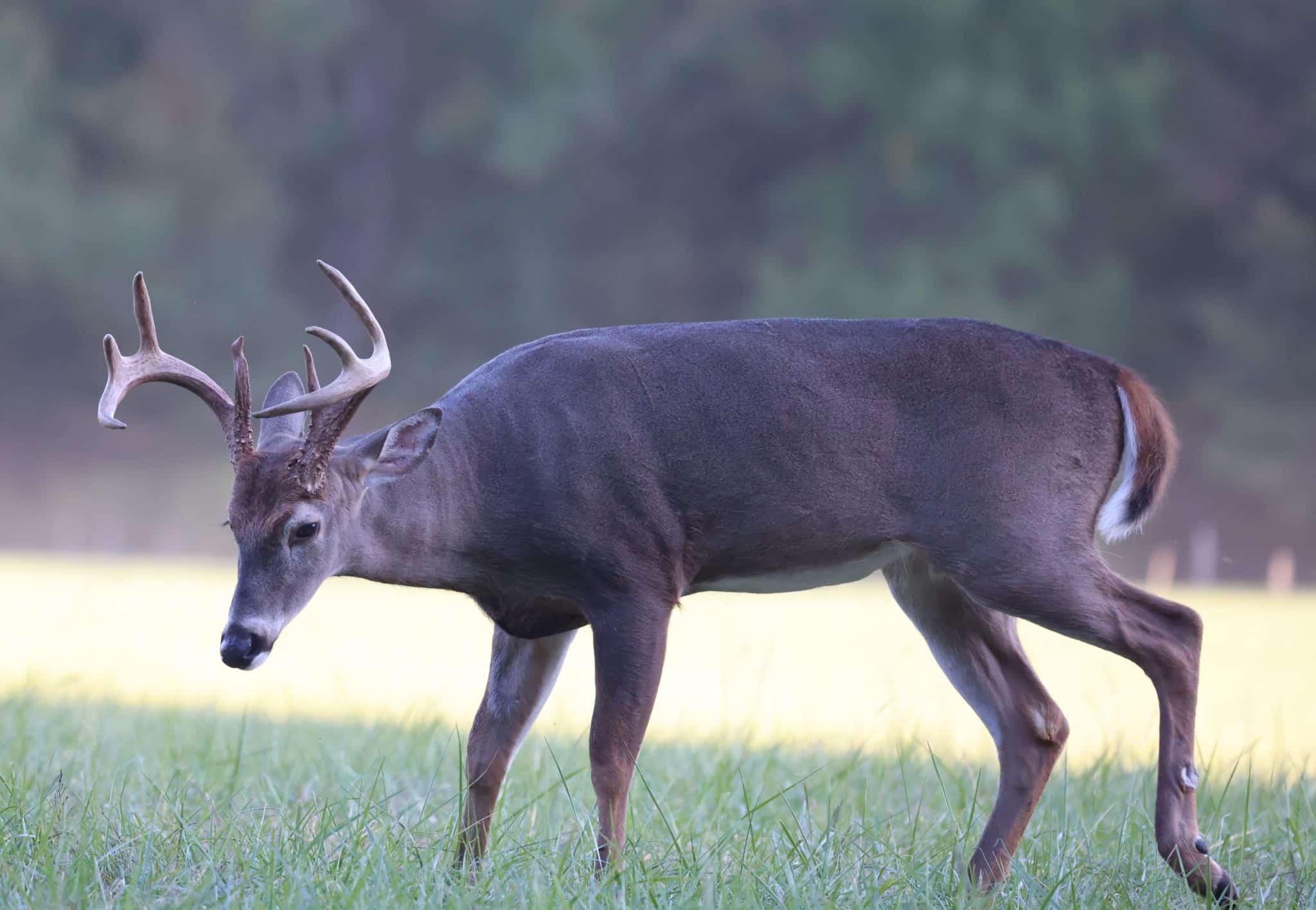 20 Hunting Skills that will make you a better Deer Hunter - North ...