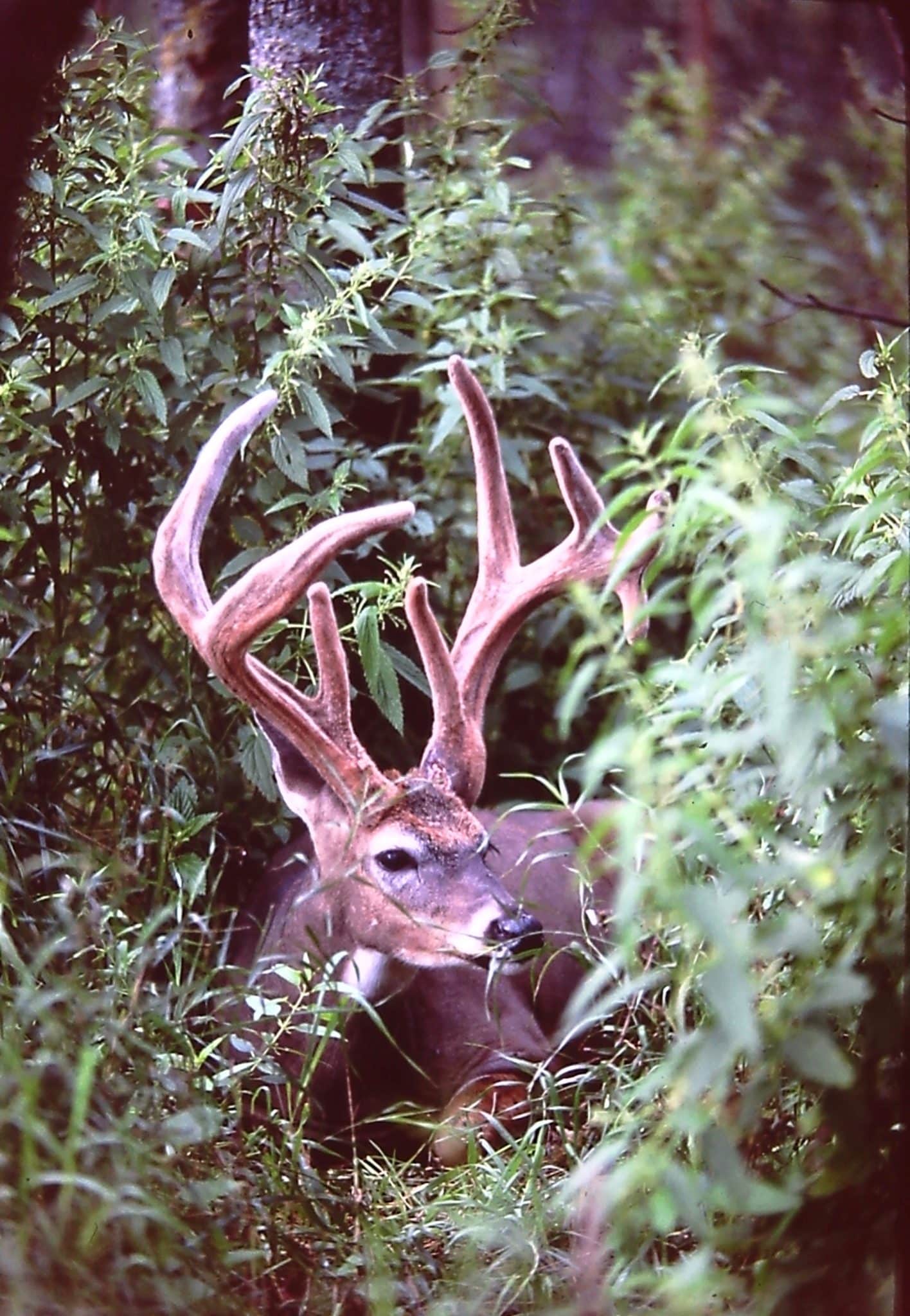 Early Season Whitetail Deer Hunting - North American Deer Hunter
