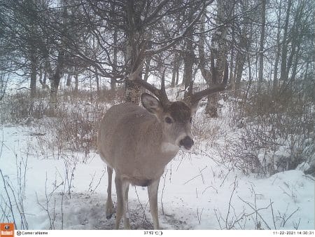 Moon Phase & the Whitetail Rut - North American Deer Hunter