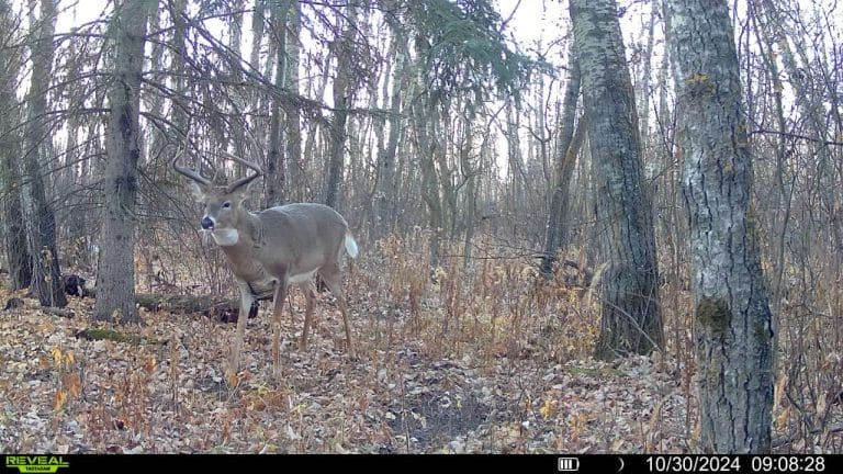 Moon Phase & the Whitetail Rut - North American Deer Hunter