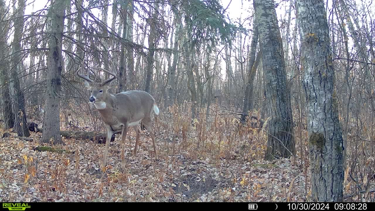 Moon Phase & the Whitetail Rut - North American Deer Hunter