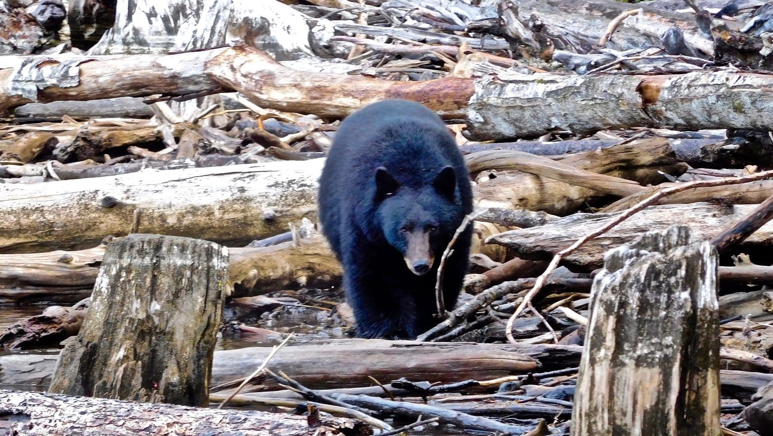 5 Most Dangerous Animals to Hunt [Veteran Hunter Guide