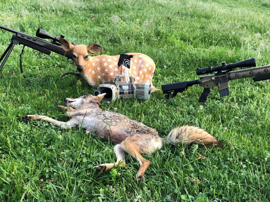 Advanced Coyote Hunting Tactics: Predator Control Strategies to Protect ...