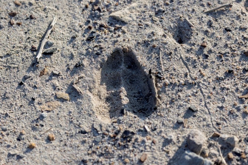 Deer Tracks: Identifying Deer Tracks and Using The Info