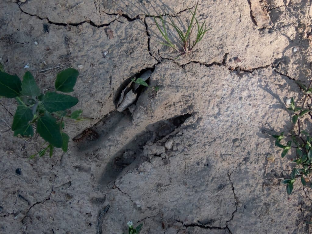Deer Tracks: Identifying Deer Tracks and Using The Info
