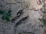 Deer Tracks: Identifying Deer Tracks and Using The Info