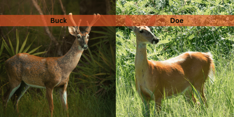 Buck vs Doe: Knowing the Difference When Tracking