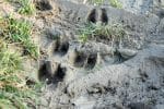 Deer Tracks: Identifying Deer Tracks and Using The Info