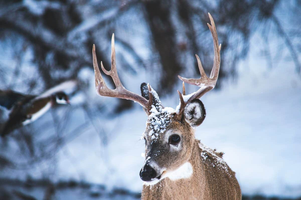 Buck vs Doe: Knowing the Difference When Tracking